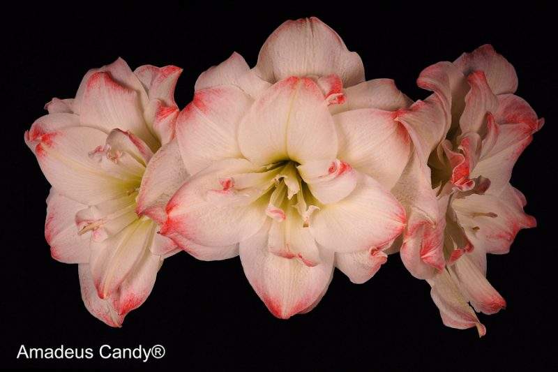 Amadeus Candy® - N.L. van Geest