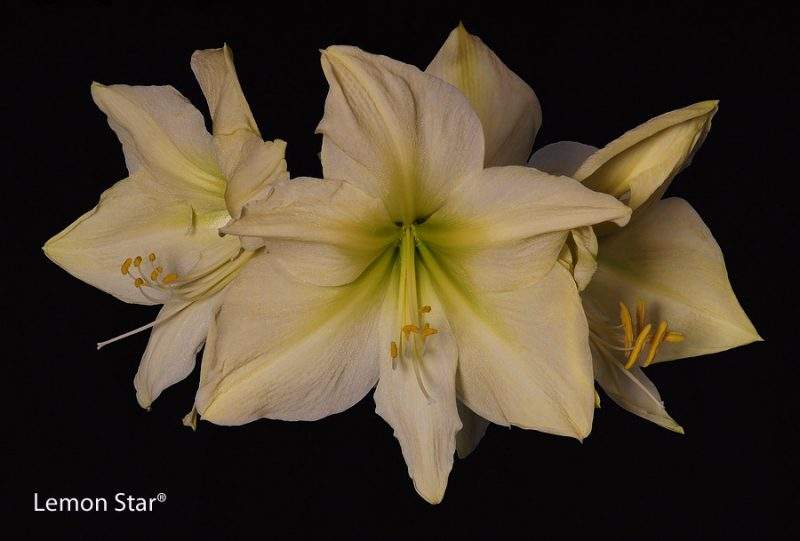 Lemon Star® - N.L. van Geest